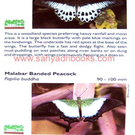 Butterflies Of Goa By Parag Rangnekar - Buy Butterflies Books Online At ...