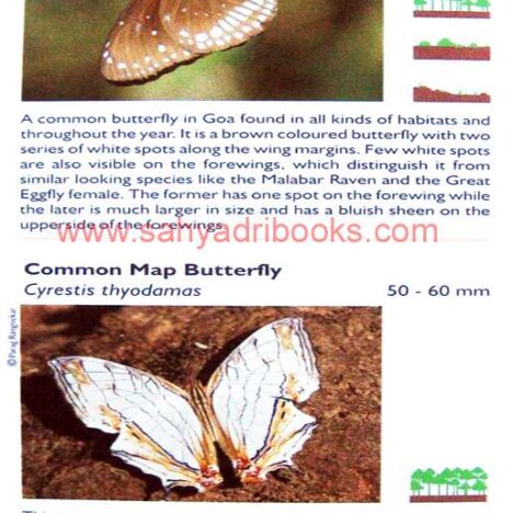Butterflies Of Goa By Parag Rangnekar - Buy Butterflies Books Online At ...